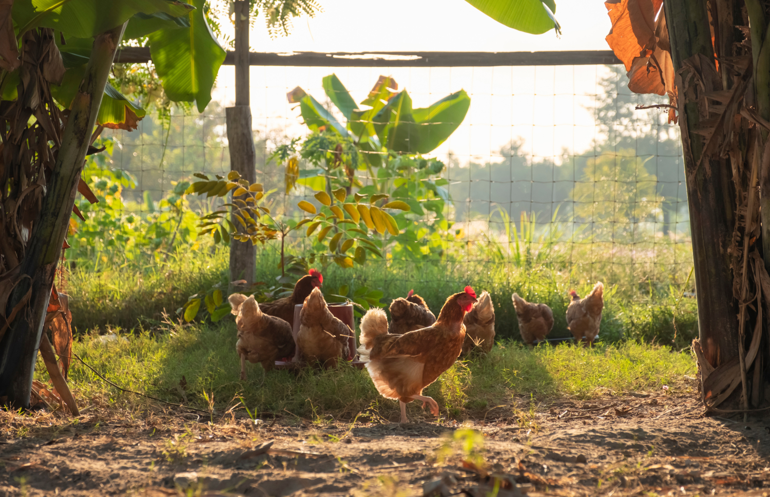 Backyard Chickens – Meemaw's Chickies